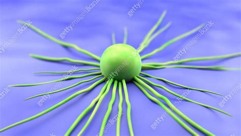 T Lymphocytes And Cancer Cell 이미지 1251060942 게티이미지뱅크