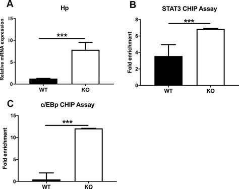 Elevation Of Haptoglobin Expression In Skeletal Muscle As Influenced By