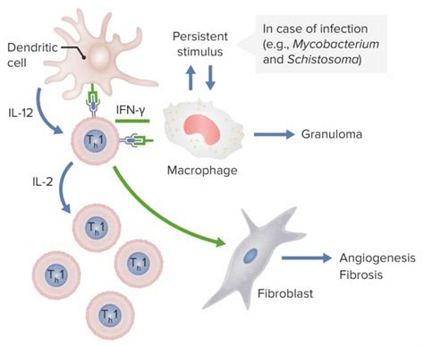 Interferons Concise Medical Knowledge