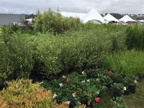 Plants Smaller And Grasses Brandx