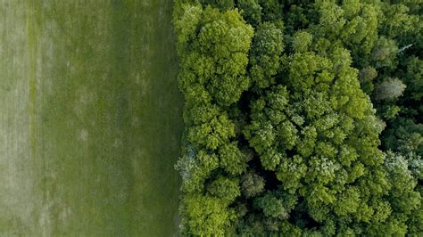 They Carry Us With Them The Great Tree Migration Emergenc