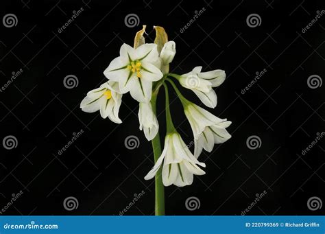 Three Cornered Leak Stock Image Image Of Weed Black 220799369