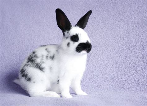 Black And White Spotted Rabbit