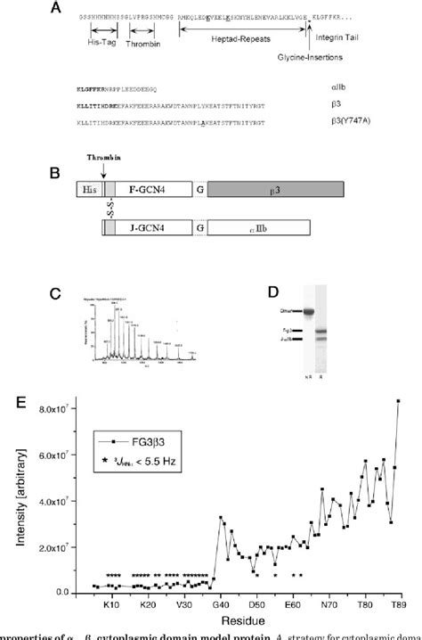Figure 1 From A Membrane Distal Segment Of The Integrin αiibcytoplasmic
