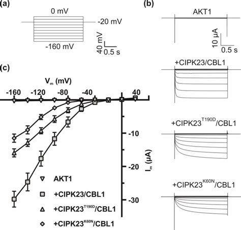 Akt1 Is Activated By Three Versions Of Cipk23 In Xenopus Oocytes That