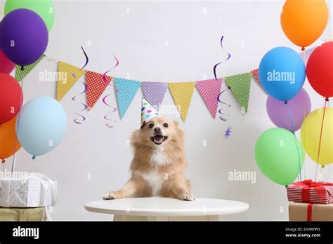 Cute Dog Wearing Party Hat At Table In Room Decorated For Birthday