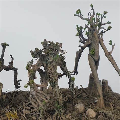 Lord Of The Rings Ents Of Fangorn Diorama Youtube