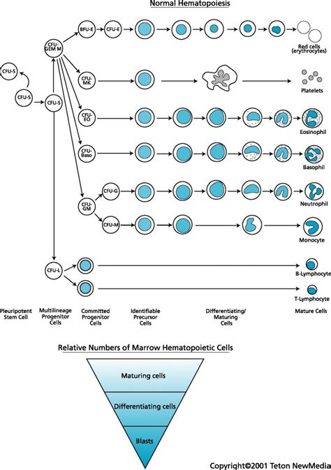 Image Hematopoyesis Normal Manual De Veterinaria De Msd