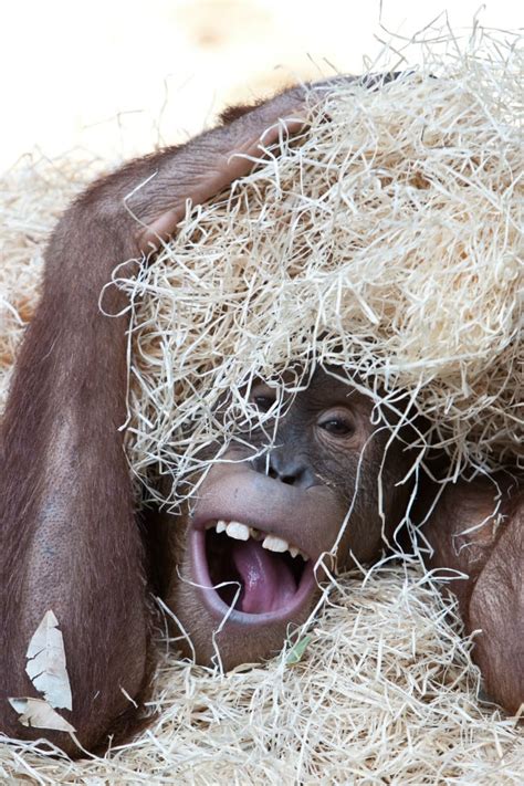Orangutan Laughing At Magic