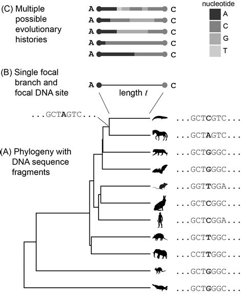 Simple Human Phylogenetic Tree