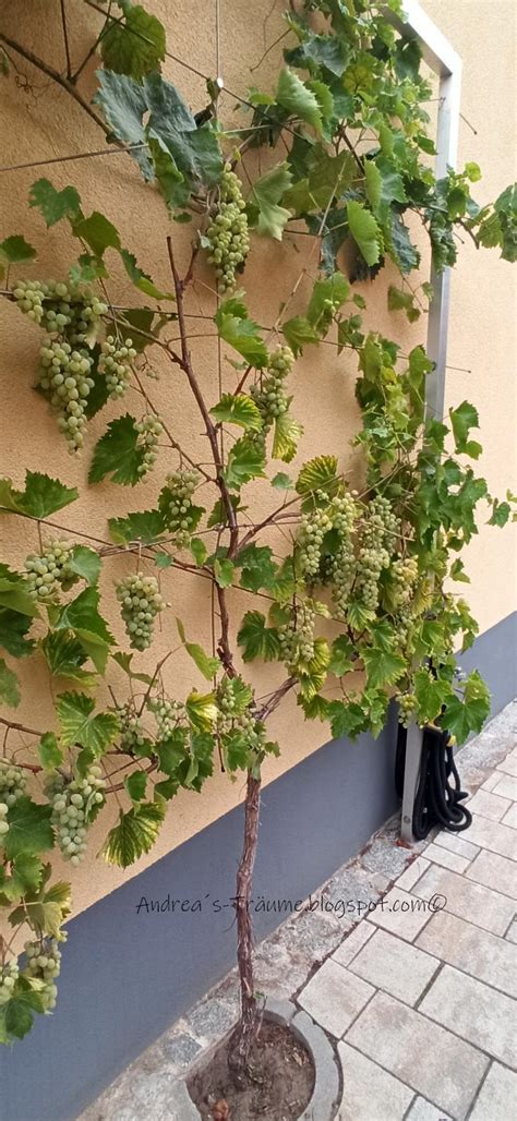 Andrea´s Träume Es Wird Herbstlich