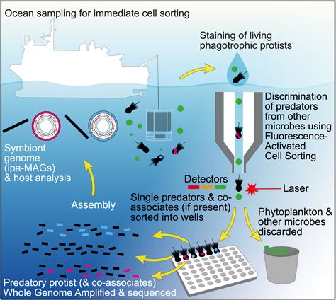 Protist Diagrammen Label What Are Protists Answered Twinkl