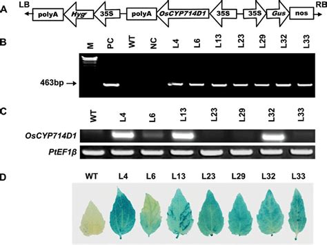 Structure Of The Plant Expression Vector And Confirmation Of Transgenic