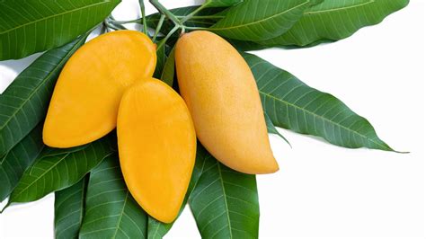 Mango Yellow Leaves