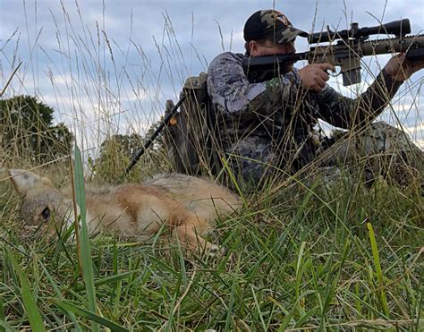 Advanced Coyote Hunting Tactics Predator Control Strategies To Protect
