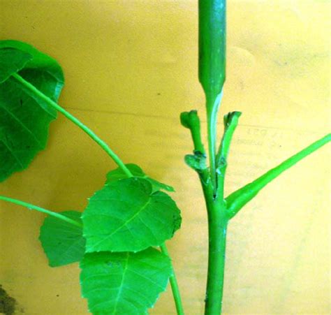 Performance Of Hypocotyle Grafting With The Herbaceous Scions On The