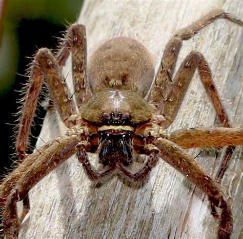 Cane Spider Project Noah