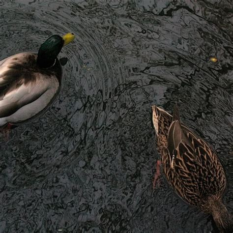 Some Pretty Ducks R Wildlifephotography