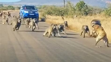 Watch 50 Baboons Attack Leopard On Road Traffic Halted