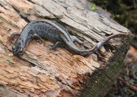 Long Toed Salamander Facts Diet Habitat And Pictures On Animaliabio