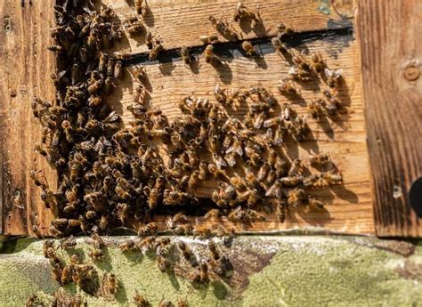 Bee Bearding Should You Be Concerned When Your Bees Beard Beekeeping 101