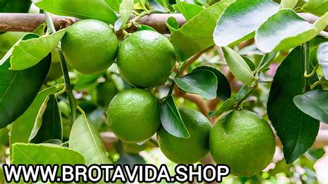 Descubre Cómo Sembrar Una Mata De Limón Guía Completa Para El Cultivo