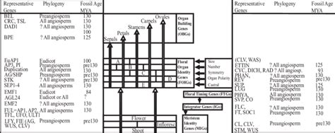 5 The Major Groups Of Developmental Controls With Representative