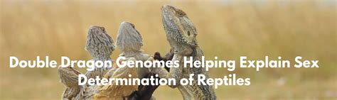 Double Dragon Genomes Helping Explain Sex Determination Of Reptiles
