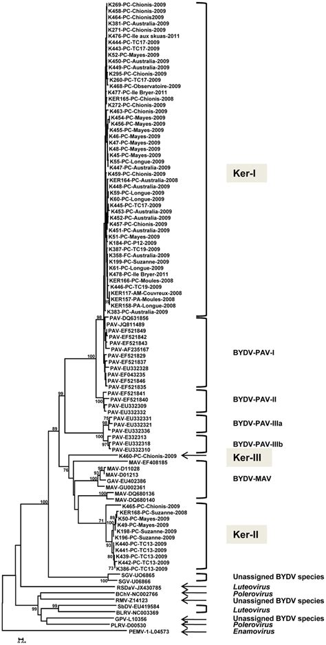 Phylogenetic Tree Reconstructed Using The Partial Coat Protein Gene Download Scientific Diagram