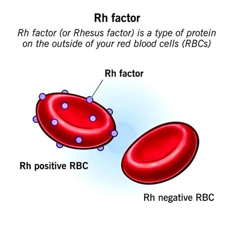 Medquizzone On Instagram 📚the Rh Factor Also Known As The Rhesus
