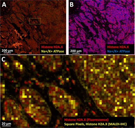 Ihc Imaging Fax At Lula Atchley Blog