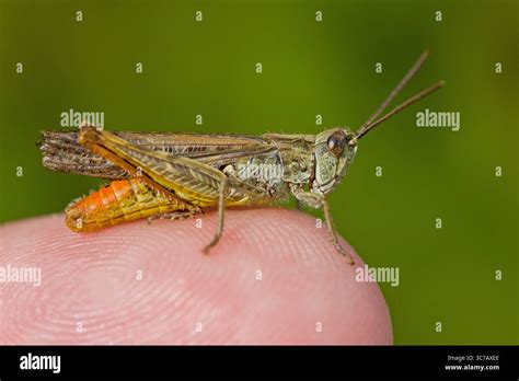 Lateral Close Up Of A Red Green Grasshopper Of The Species Omocestus