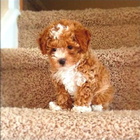Toy Poodle Vs Russian Toy Terrier Breed Comparison