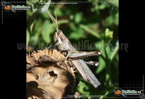 Gray Bird Grasshopper