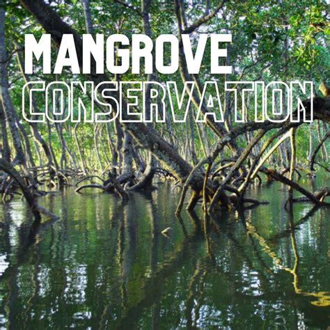 Mangroveconservation Unesco Water Institute Of Southern Africa