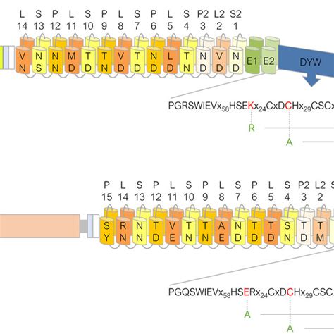 Exploring Rna Editing In Different Human Cell Lines To Test For