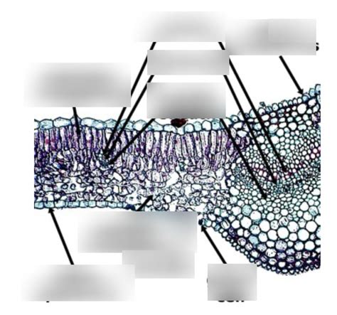 Plant Lab 2 Diagram Quizlet