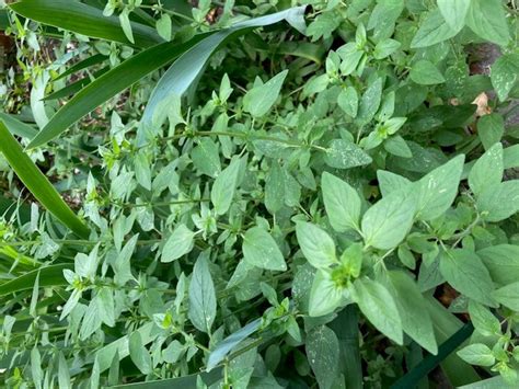 Помогите опознать растение — Форум — Ботаничка