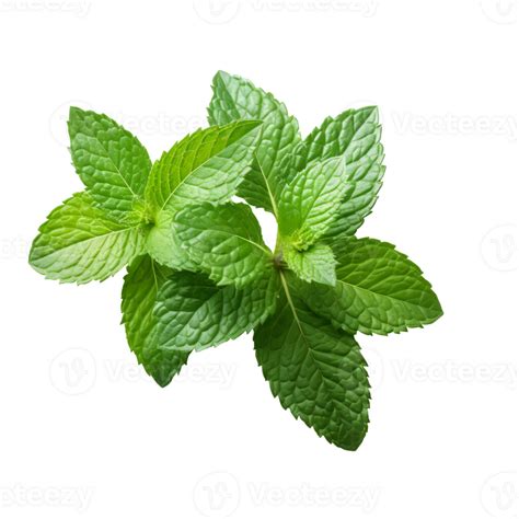 Fresh Mint Leaf Mint Leaves Isolated Created With Generative Ai