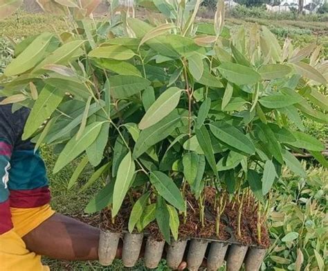 Eucalyptus Clone Plants At Rs 20piece युकलिप्टुस क्लोन का पौधा In