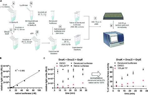 Reconstitution Of Protein Folding By Mtb Dnak And Cofactors Can Be Used
