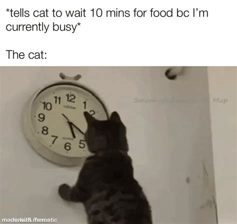 Smart Kitty R Wholesomememes
