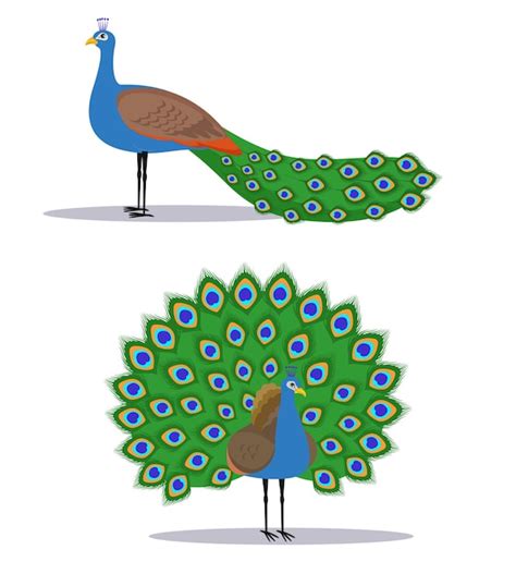 Premium Vector Peacock Vector Design