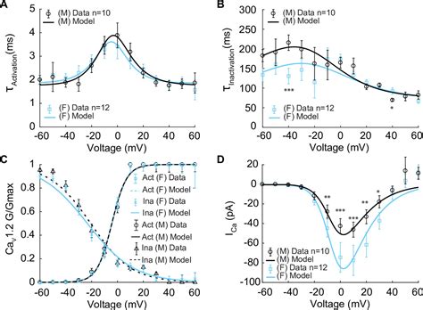 A Computational Model Predicts Sex Specific Responses To Calcium Channel Blockers In Mammalian
