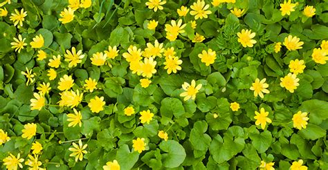 Yellow Flowers Weeds