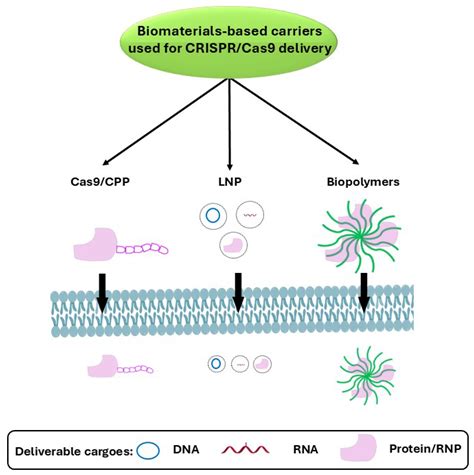 Unlocking Genome Editing Advances And Obstacles In Crisprcas Delivery Technologies