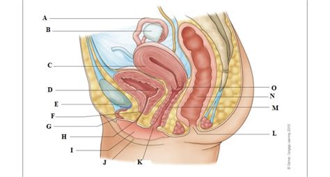 Women Reproductive System Diagram Quizlet