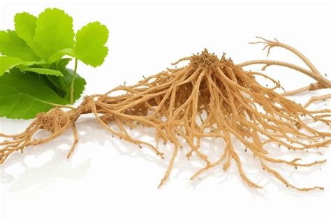 Healthy Root Vegetables Grown In Asia Premium Ai Generated Vector