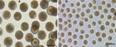 1 A Diploid Spores And B Haploid Spores Bar 50 μm Photos