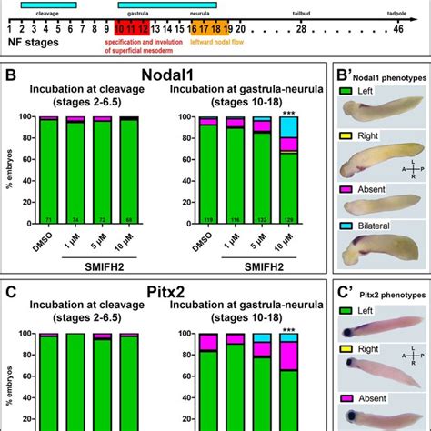 Formin Inhibition At Gastrula And Neurula Stages Results In Abnormal